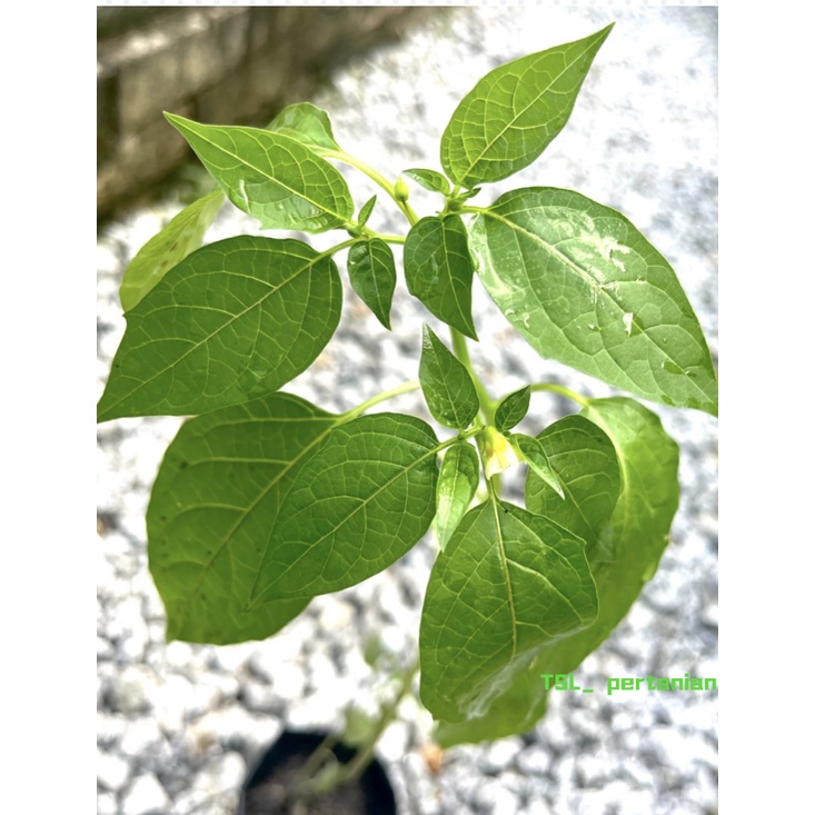 Pokok Letup / Pokok ciplukan / Letup-Letup / Physalis Angulata / 灯笼草 ...