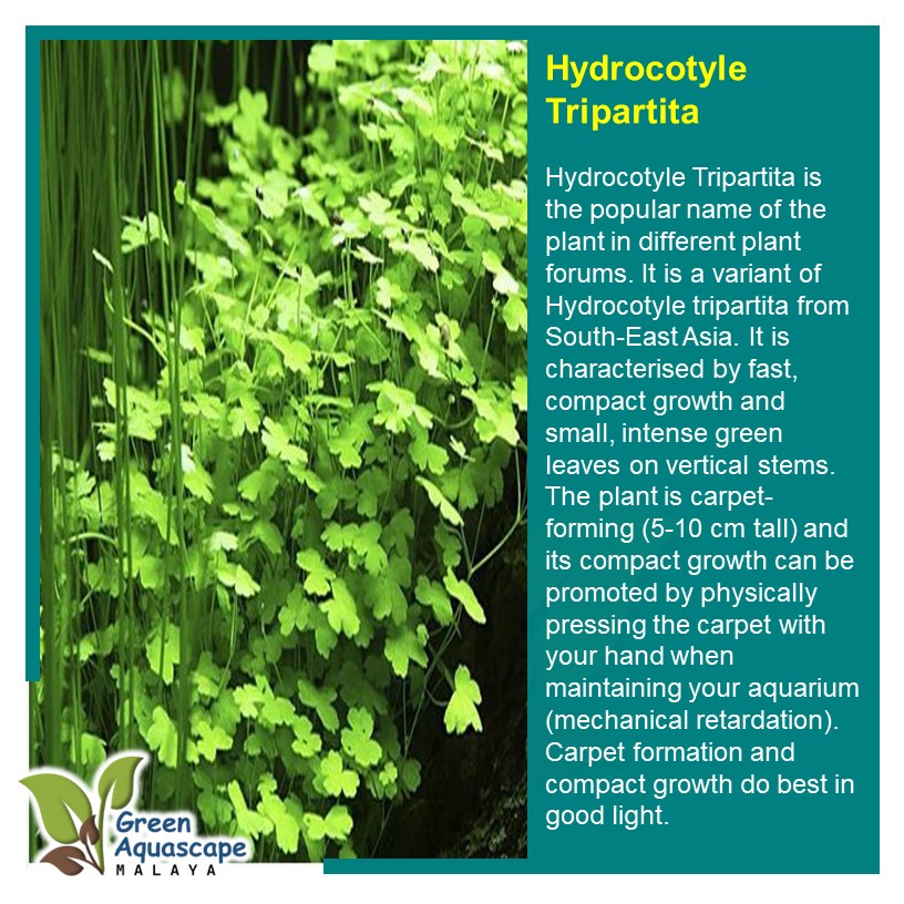 Hydrocotyle Tripartita Japan / sp Australia | Shopee Malaysia