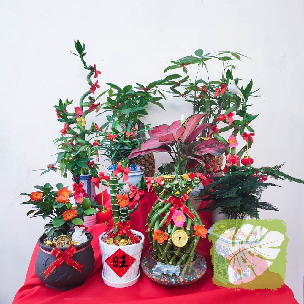 CNY SPECIAL DESIGN BONSAI Lotus Bamboo Curly Bamboo Pachira Aglaonema ...