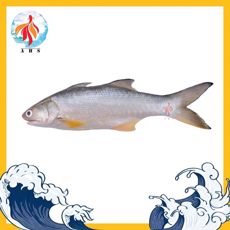 Threadfin fish｜ Mayao 马友鱼 Ikan Senangin Allo Ha Seafood | Shopee Malaysia