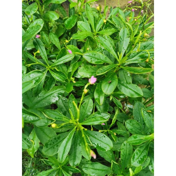 WATERLEAF Vegetables(巴參菜)100/ organic天然&有机菜。100g | Shopee Malaysia