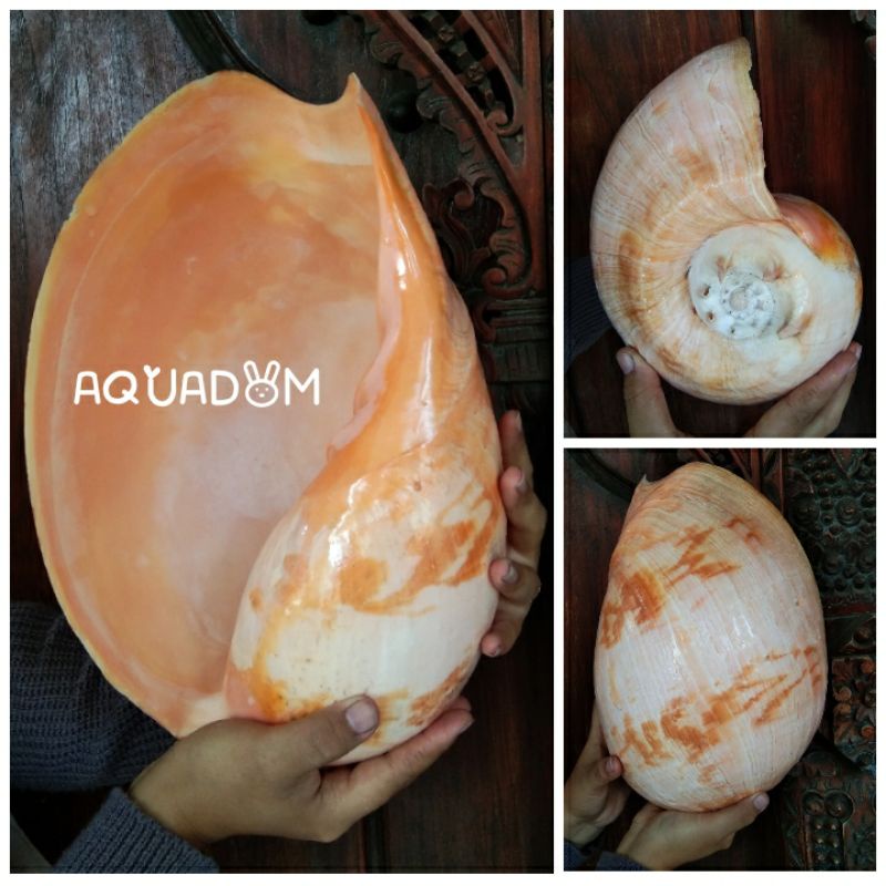 Giant JUMBO MELO Shell Big Size Shell | Shopee Malaysia