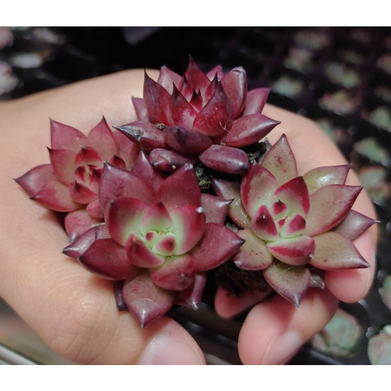 罗宾 血罗Echeveria agavoides v Romeo Rubin - 多肉植物 Succulent Plants | Shopee Malaysia