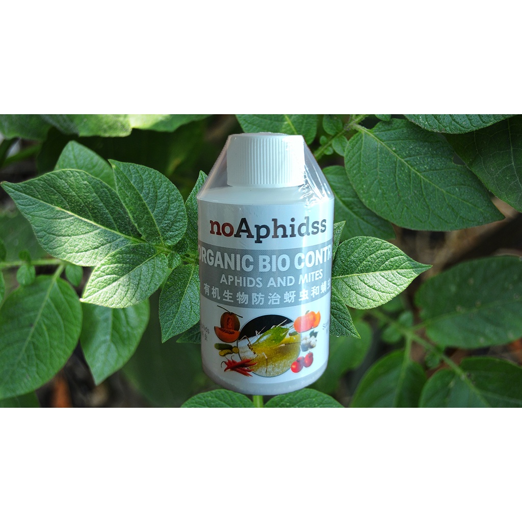 noAphidss / Organic Bio Control / Aphids and Mites (10gm) | Shopee Malaysia