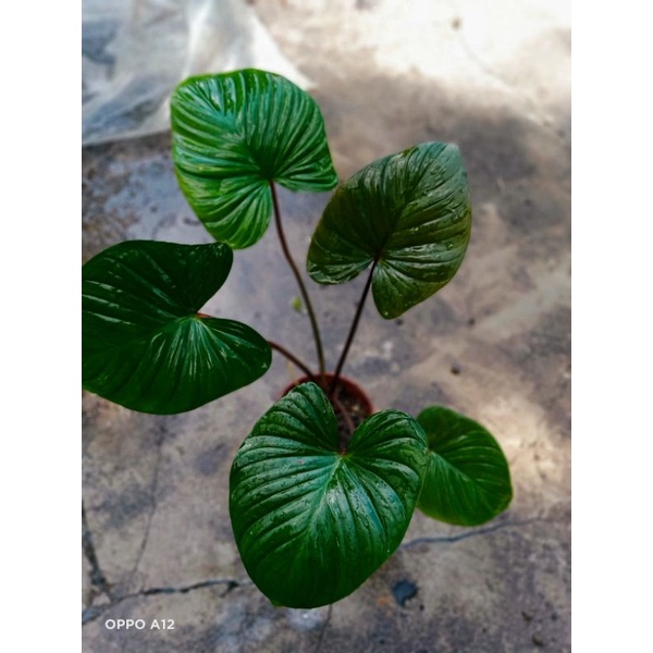 kemoyang merah / batang merah | Shopee Malaysia