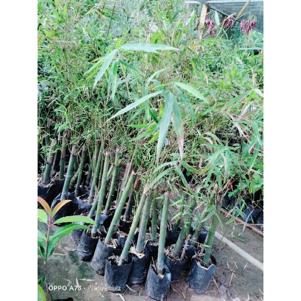 Anak benih pokok buluh madu | Shopee Malaysia