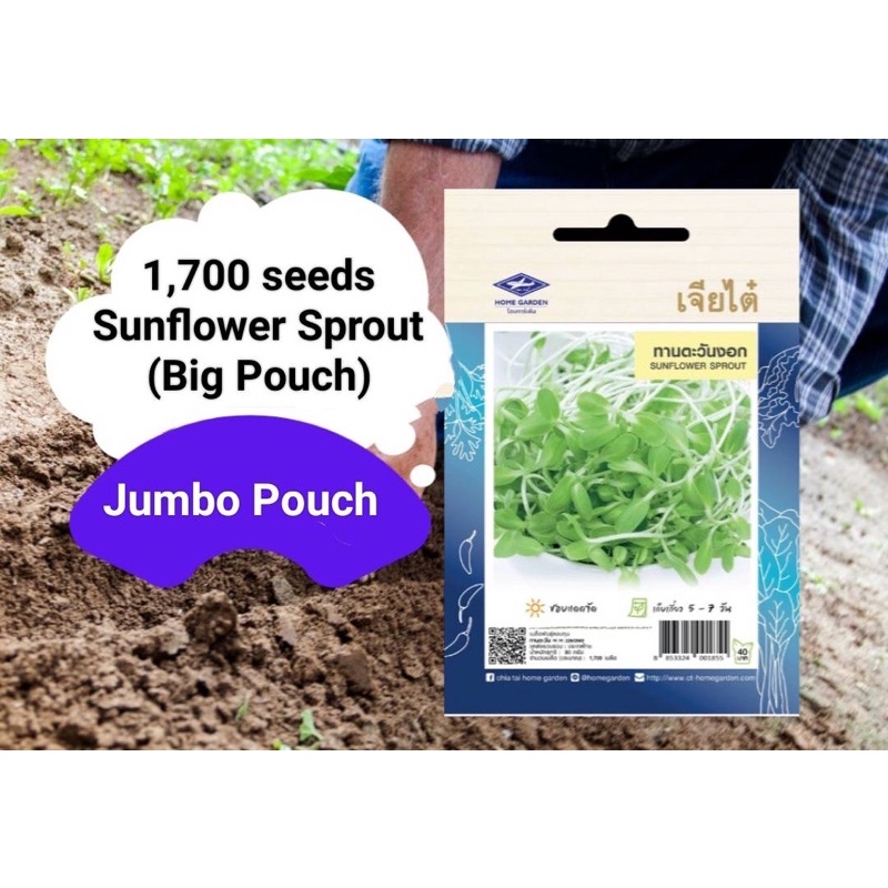 🌱Ready Stock 🌱Sunflower Sprout Seeds / Benih Biji Bunga Matahari ...