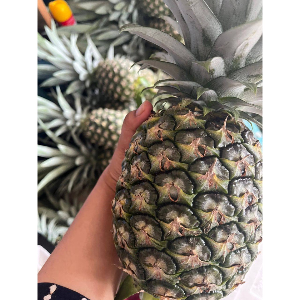NENAS MD2 FRESH FROM FARM | Shopee Malaysia