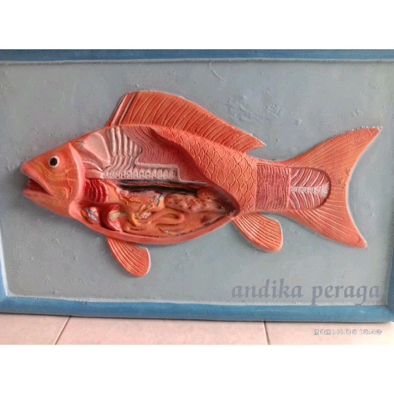 Fish Educational Aid Fish Cross Section model Fish | Shopee Malaysia