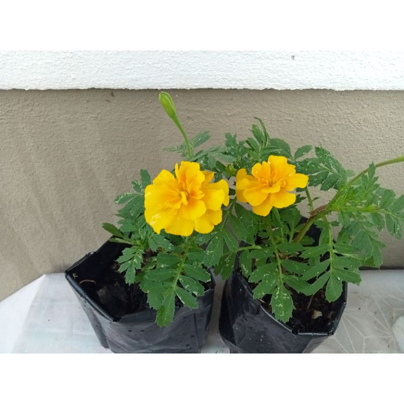 Anak pokok marigold dah berbunga warna kuning dalam polibeg | Shopee ...