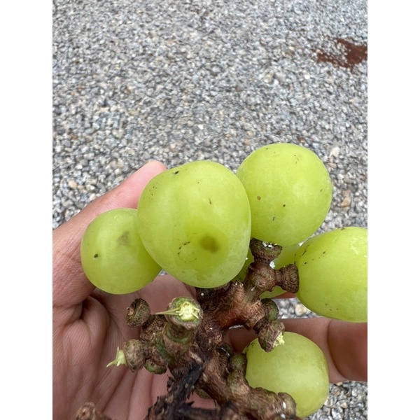 Pokok/keratan Anggur SHINE MUSCAT original JAPAN | Shopee Malaysia