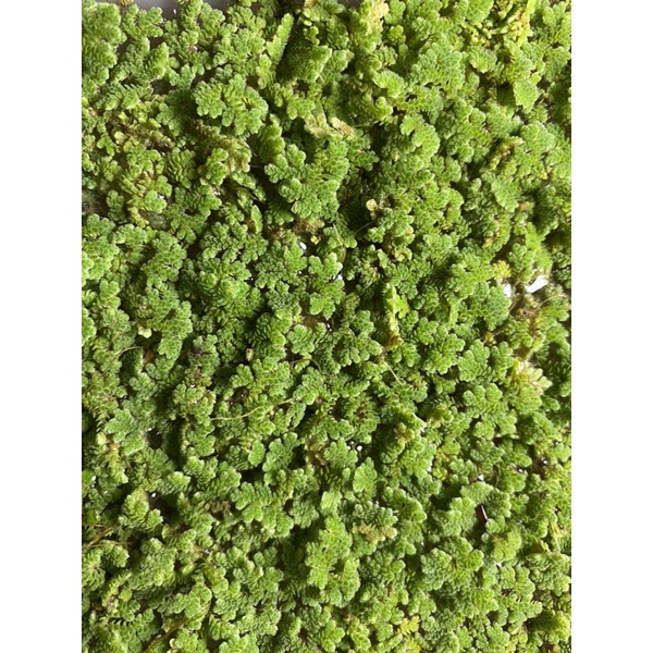 Azolla [ fairy moss / mosquito ferns / azolla microphylla / azola ...
