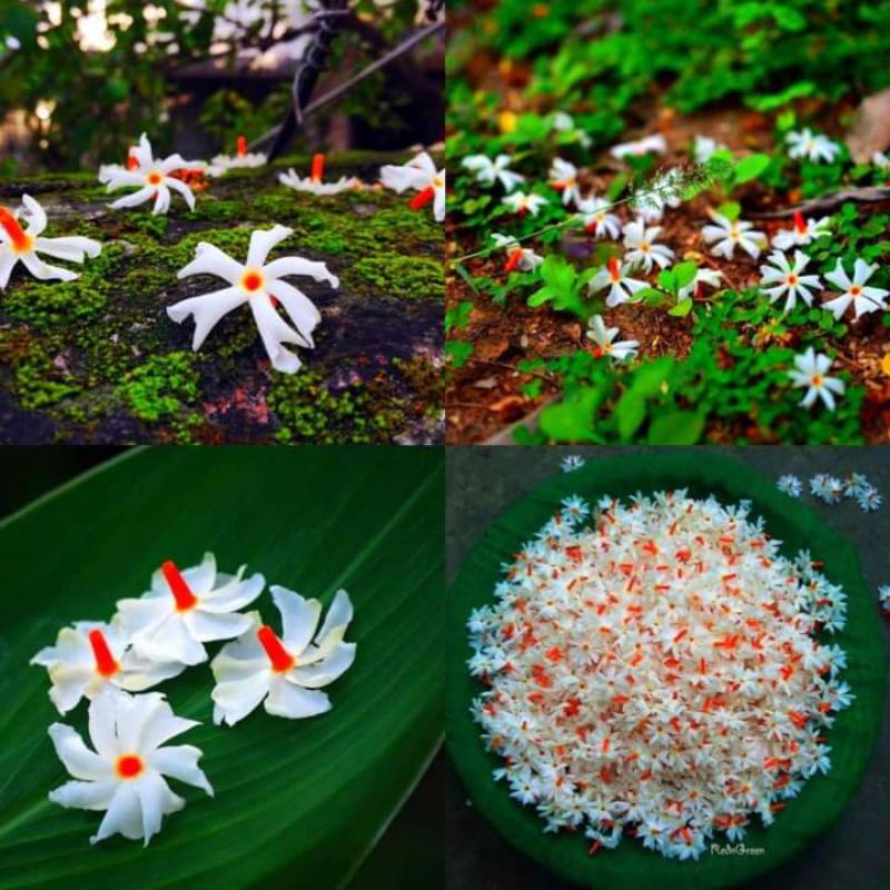KKB Tree of Sorrow, Parijat, Pareejat, Night flowering jasmine ...