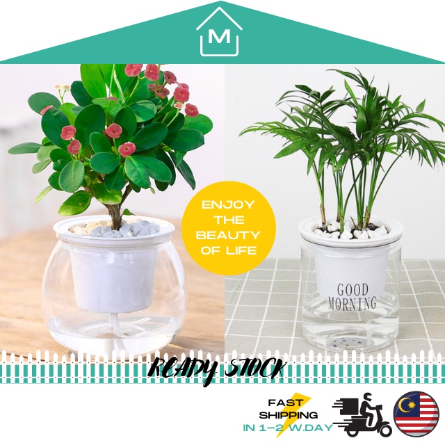 Home Office Deco Transparent Round Self Watering Pot / Pasu Penyerap ...