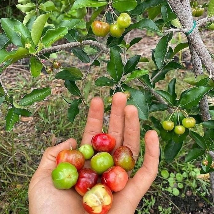 24HR SHIPOUT HOT SALE PREMIUM PRODUCT Gardening Anak Pokok Buah Cherry ...