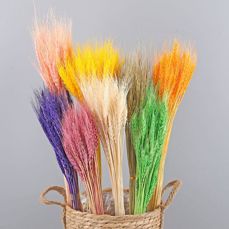 50pc Dried Wheat Ears Dried Flower color Dry Preserved Artificial ...