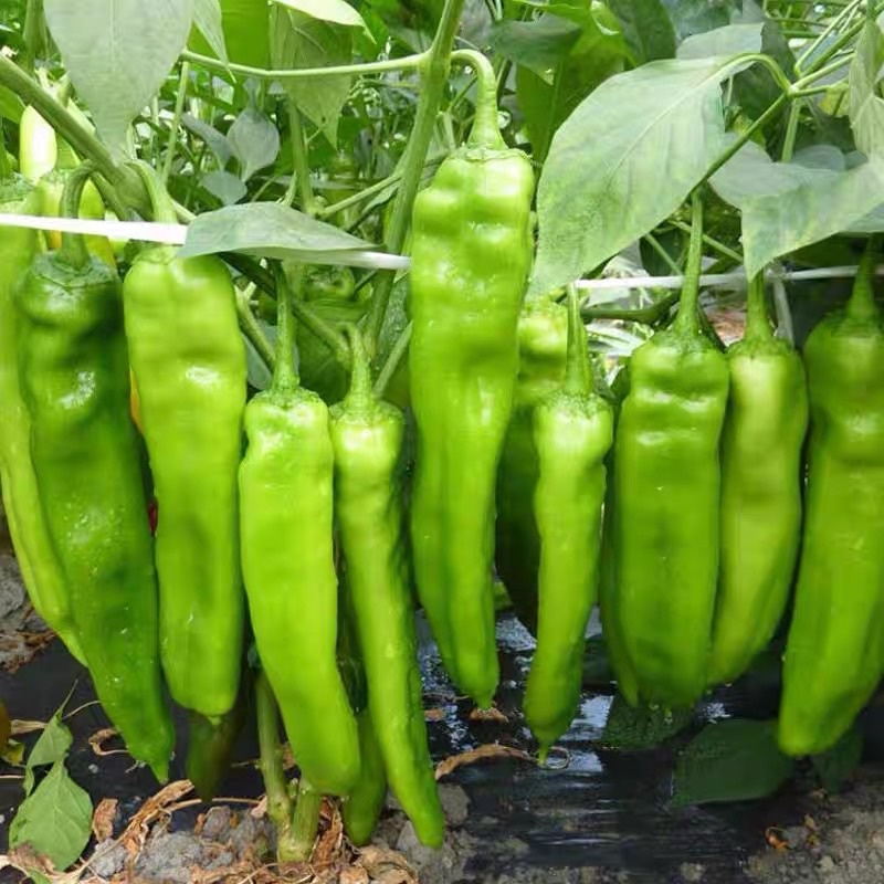 C10 Benih Lada Solok 25pcs/ Chilli seed /羊角椒籽 | Shopee Malaysia