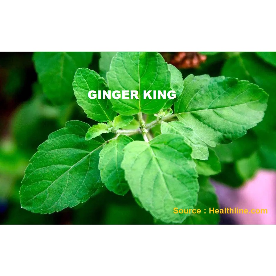 Holy Basil, Tulsi, Tulasi SEEDS, Kemangi Tulsi, Selasih Suci, 聖羅勒 FOC ...