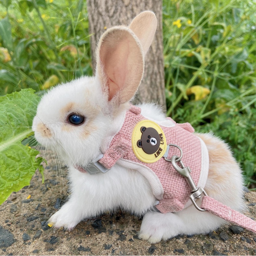 Traction Clothes Rabbit Rope Chest Strap Pet Harness Adjustable Leash ...