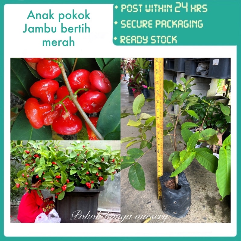PBN - anak pokok Jambu bertih merah - Pokok bunga nursery buah fruit ...