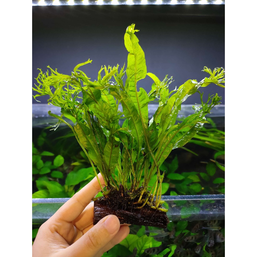 Microsorum Pteropus Windelov 鹿角铁皇冠 ,Lowtech aquatic plant | Shopee Malaysia