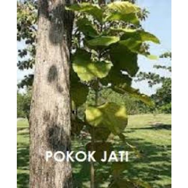 Pokok Jati/Pokok Jati | Shopee Malaysia