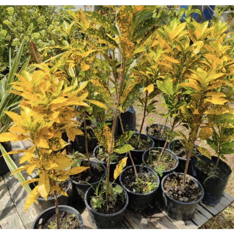 Pokok Puding Kuning Emas ( kuning bintik hijau ) | Shopee Malaysia