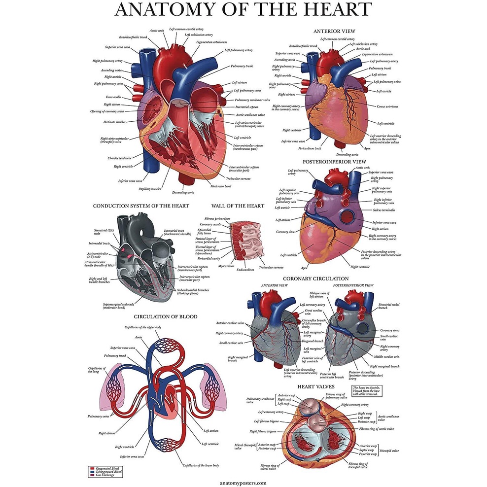 Heart Anatomy Poster LAMINATED Anatomical Chart of the Human Heart x ...
