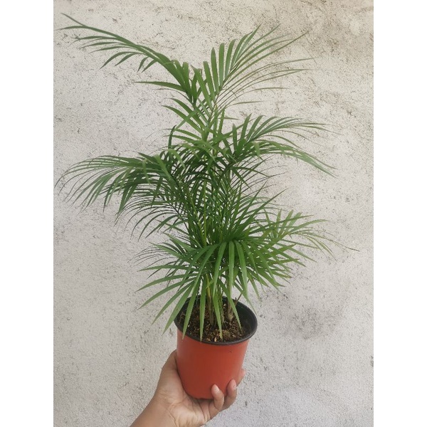 Pokok Jawa Palm / Jawa Palm/Java Palm/ Indoor plants | Shopee Malaysia
