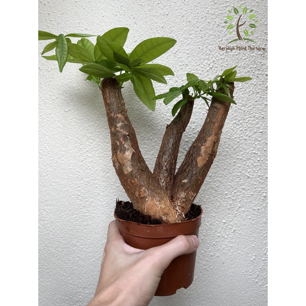 Berjaya Plant Nursery - Money Tree/Pachira Aquatica(Pokok Bunga Hidup ...
