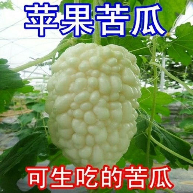 Benih Buah Peria Putih Taiwan /Taiwan Apple White Bitter Gourd Seed ...
