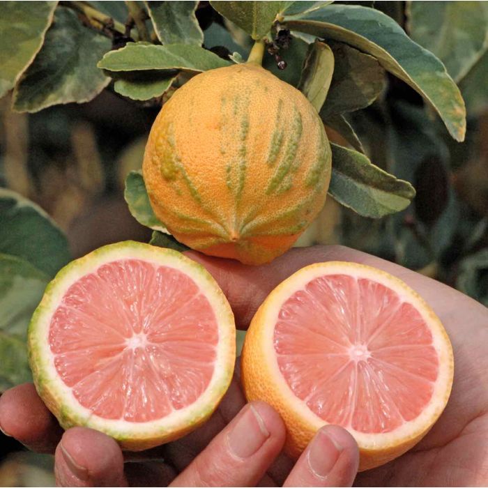 Anak Pokok Limau Variegated Pink Eureka Lemon | Shopee Malaysia
