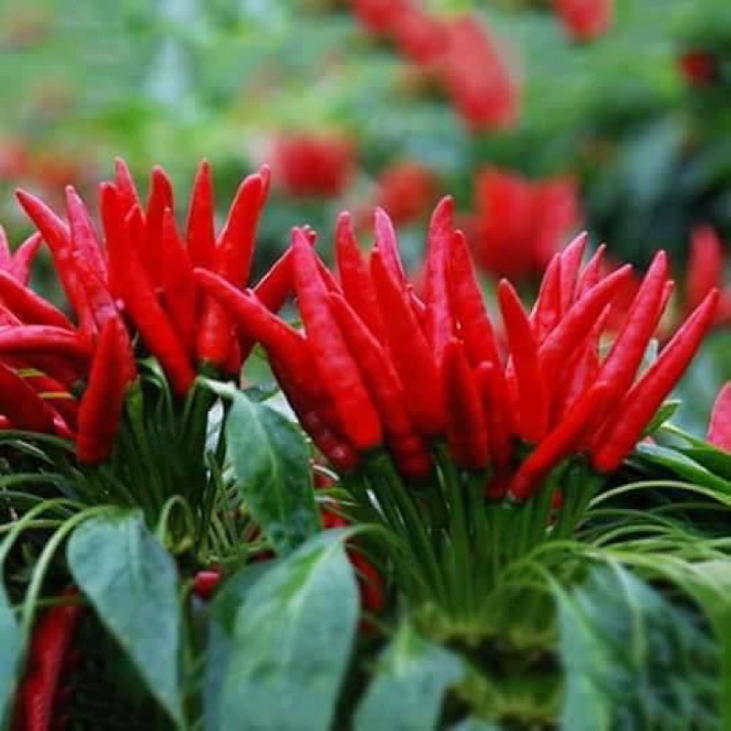Biji Benih Cili Merah Jambak / Red Chilli Seeds / Hot Spicy 朝天椒籽 ...