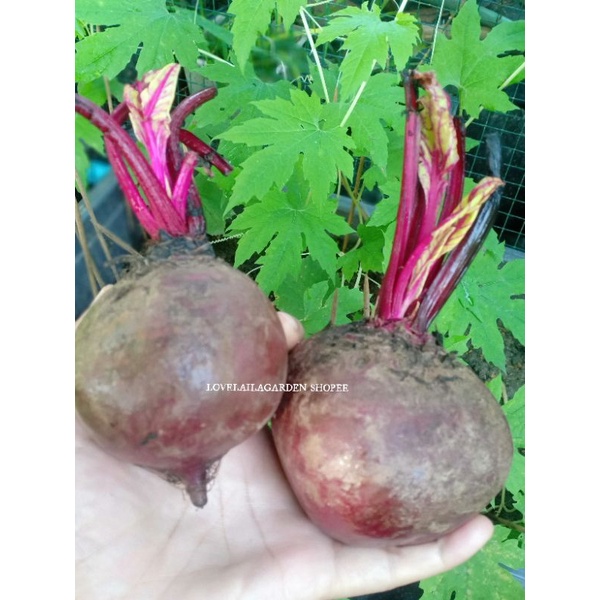 BEET ROOT • UBI BIT 50 BIJI BENIH• SEED• | Shopee Malaysia