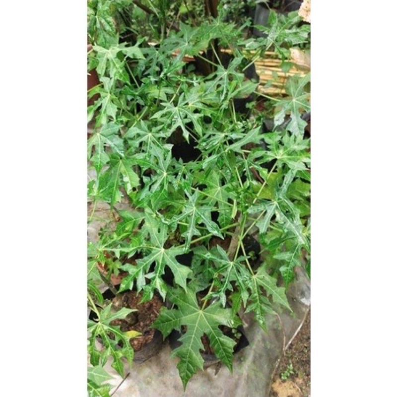 Ajinomoto Ubi / Chaya / Pokok Ulam Sedap / Tak Pahit | Shopee Malaysia