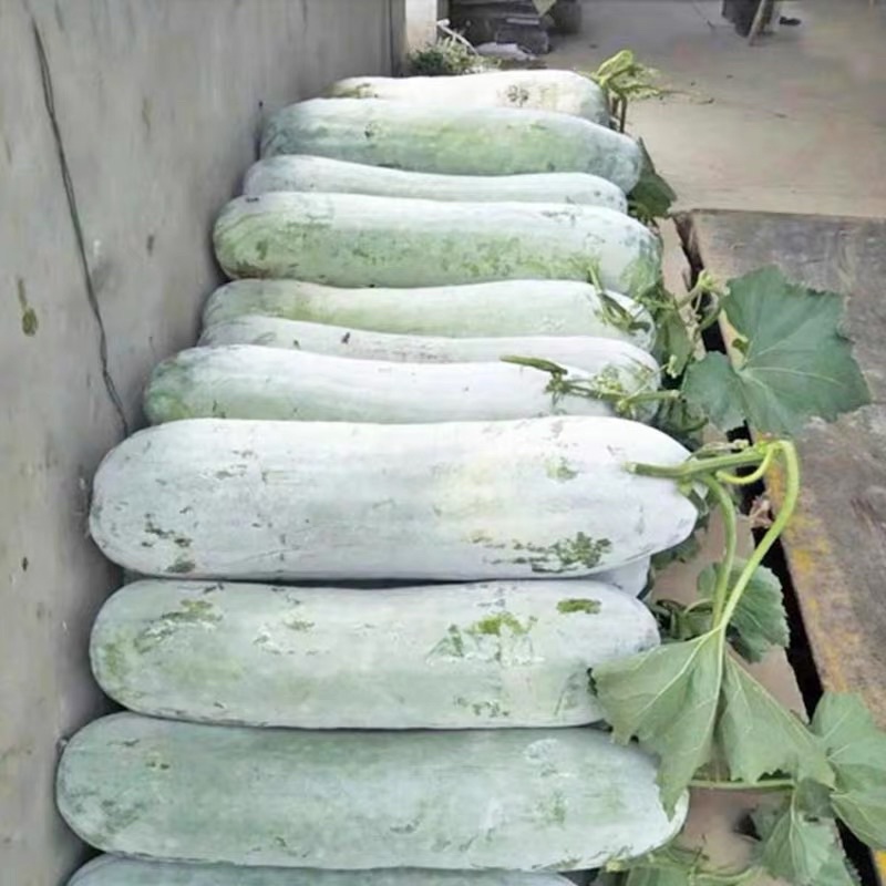 Extra Large Powdered White Gourd (5 seeds) / 粉皮大冬瓜种子 | Shopee Malaysia