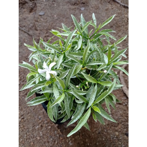Pokok Jasmin Batik I Bunga Susun I Flowering Shrubs | Shopee Malaysia