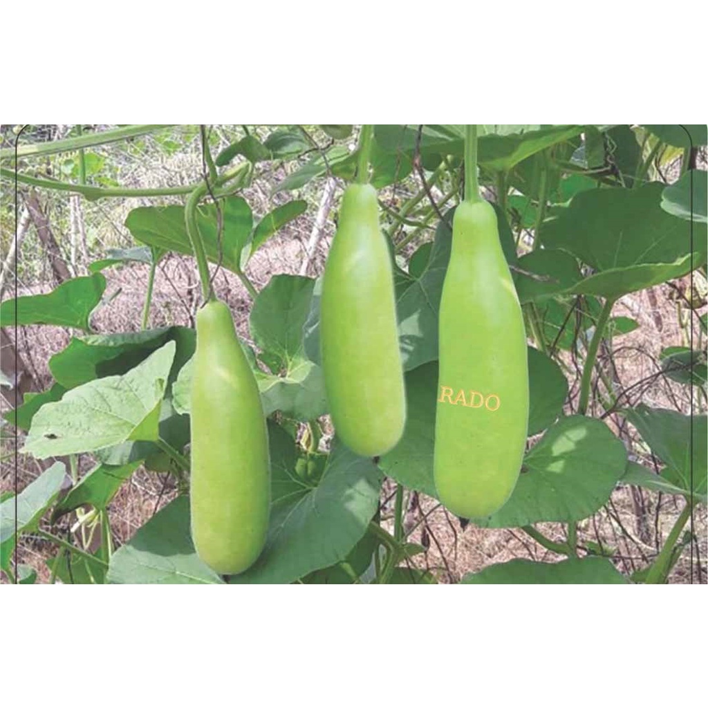 RADO 518 Labu Botol Gourd Seeds 蒲瓜种子 Biji Benih Sayur Vegetable Seeds ...