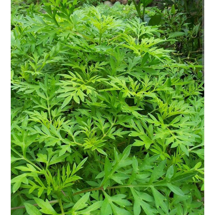 pokok ulam raja , pokok ulam | Shopee Malaysia