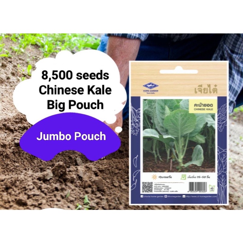 🌱 Ready Stock 🌱Chinese Kale Seeds / Benih Kailan / เมล็ดคะน้ายอด Chia ...