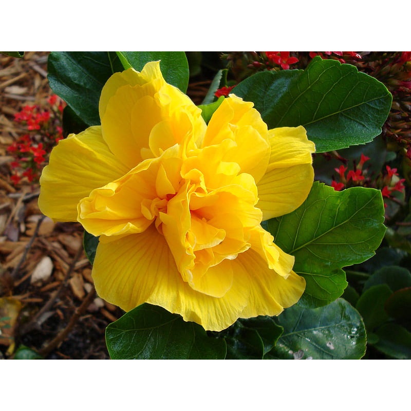 Anak Pokok Bunga Raya Kuning Double Hibiscus | Shopee Malaysia