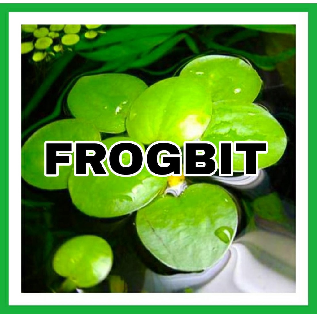 Amazon Frogbit spesis/kiambang/Aquarium/Aquatik/Aquascape/Aquarium ...