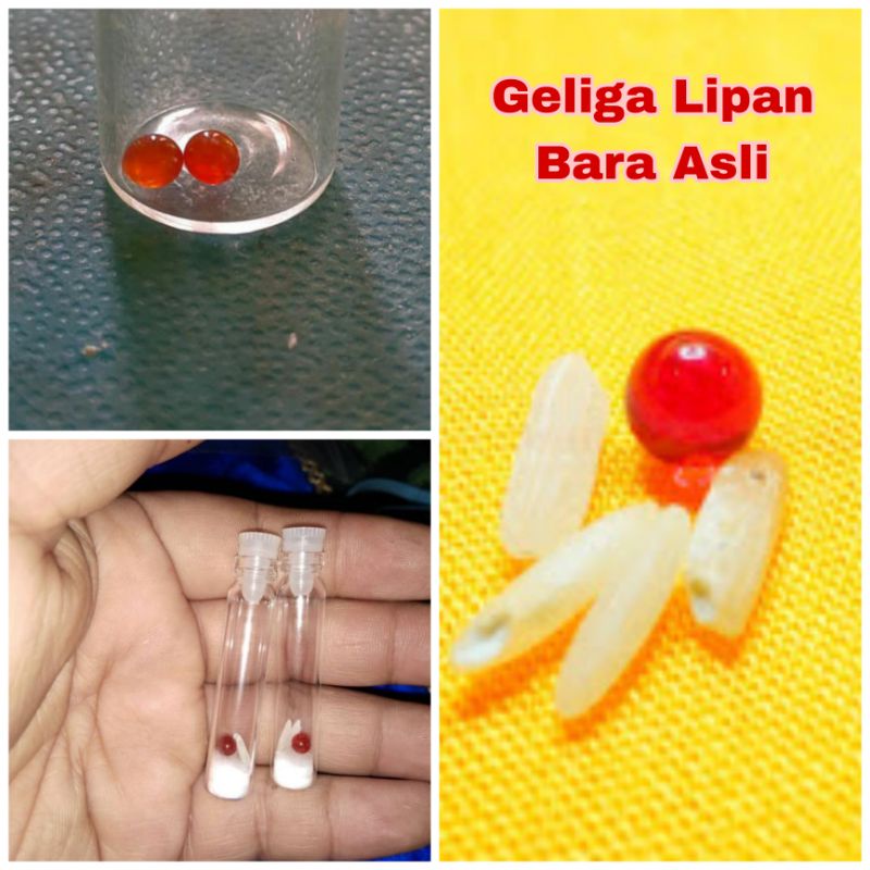 Geliga Lipan Bara (sebiji) | Shopee Malaysia