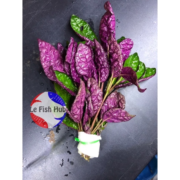 AQUARIUM AQUASCAPE DECORATIVE LIVE PLANT🌱HEMIGRAPHIS COLORATA 紫海棠 AQUA ...