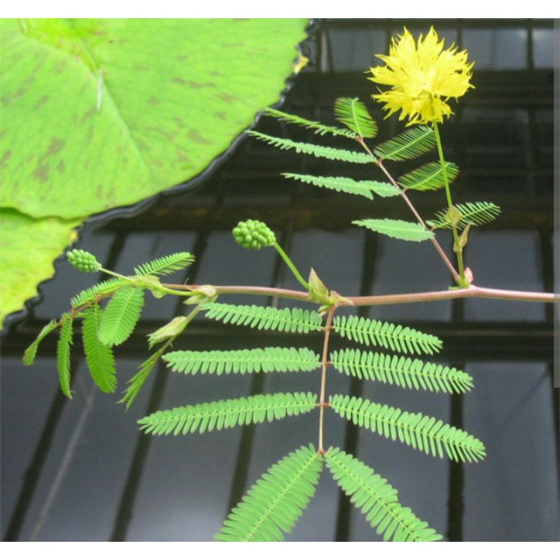 Pokok semalu air , pokok hiasan dalam kolam atau akuarium, tiada ...