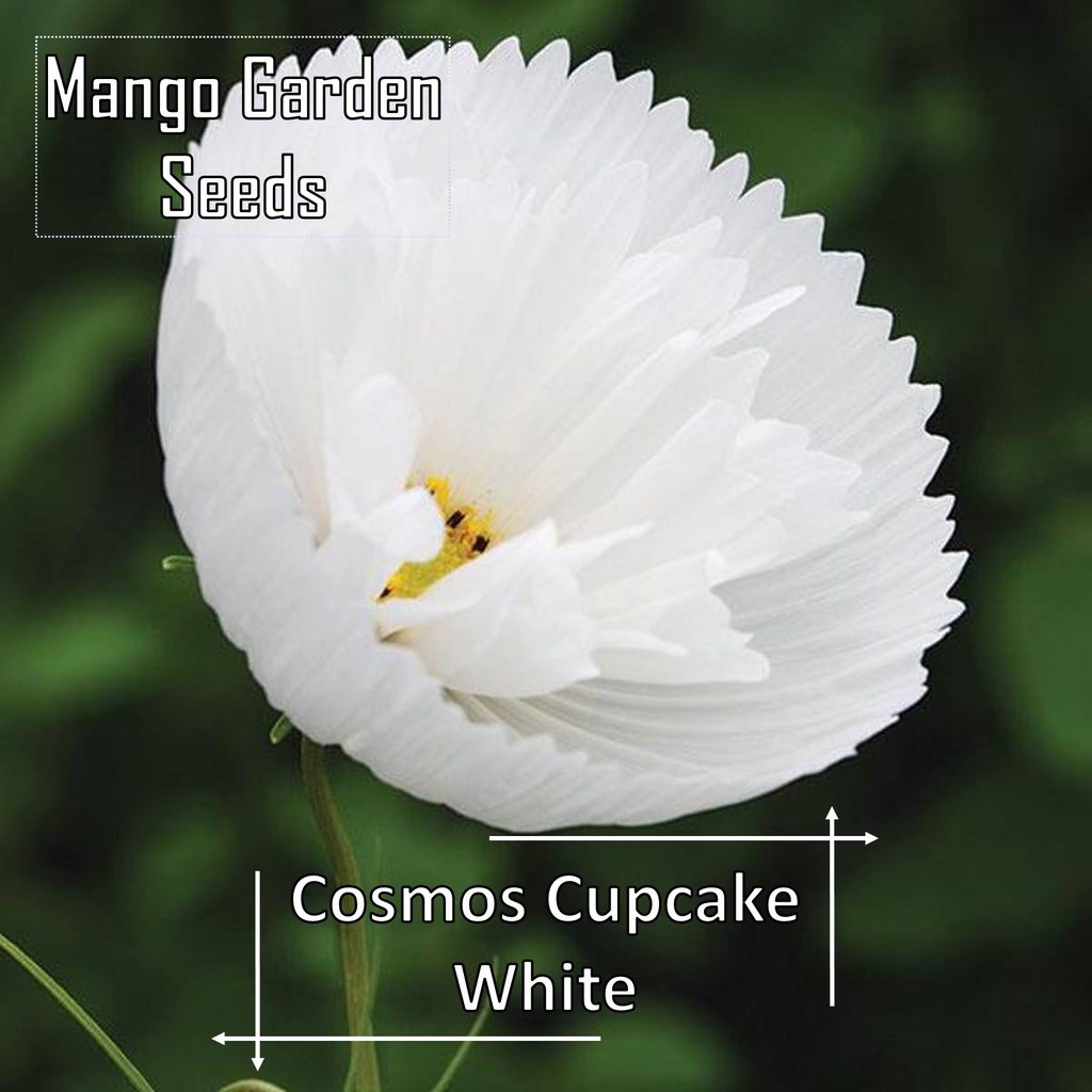 Cupcake White Cosmos Seeds - 20 Seed *Pot Friendly* Tanam Pasu Bunga ...
