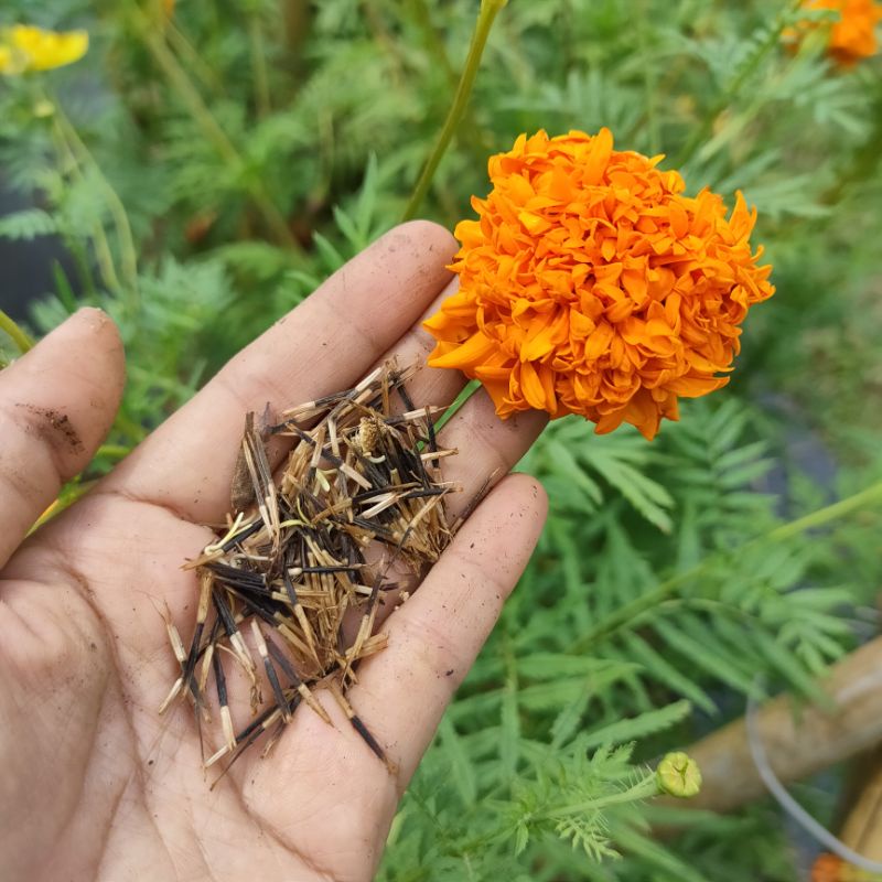 25pcs Biji Benih Bunga Marigold Orange / Tahi Ayam / Tagetes | Shopee ...