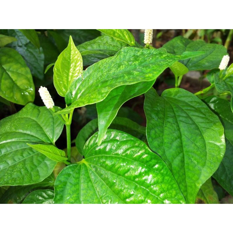 Pokok Kaduk Untuk Tanam Kebun Mini | Shopee Malaysia