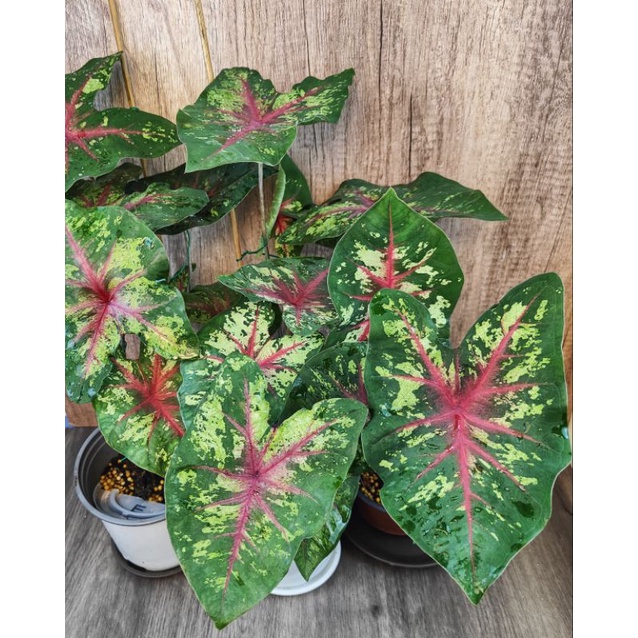 Flatter me Caladium (Keladi USA) | Shopee Malaysia