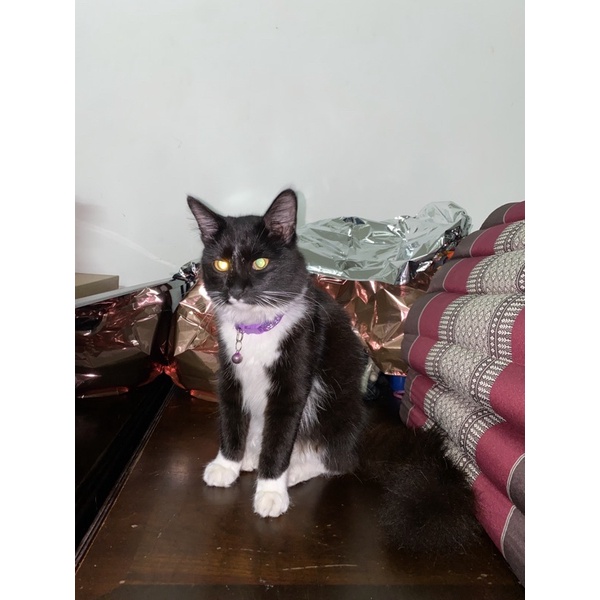 Kucing Handsome Theo | Shopee Malaysia